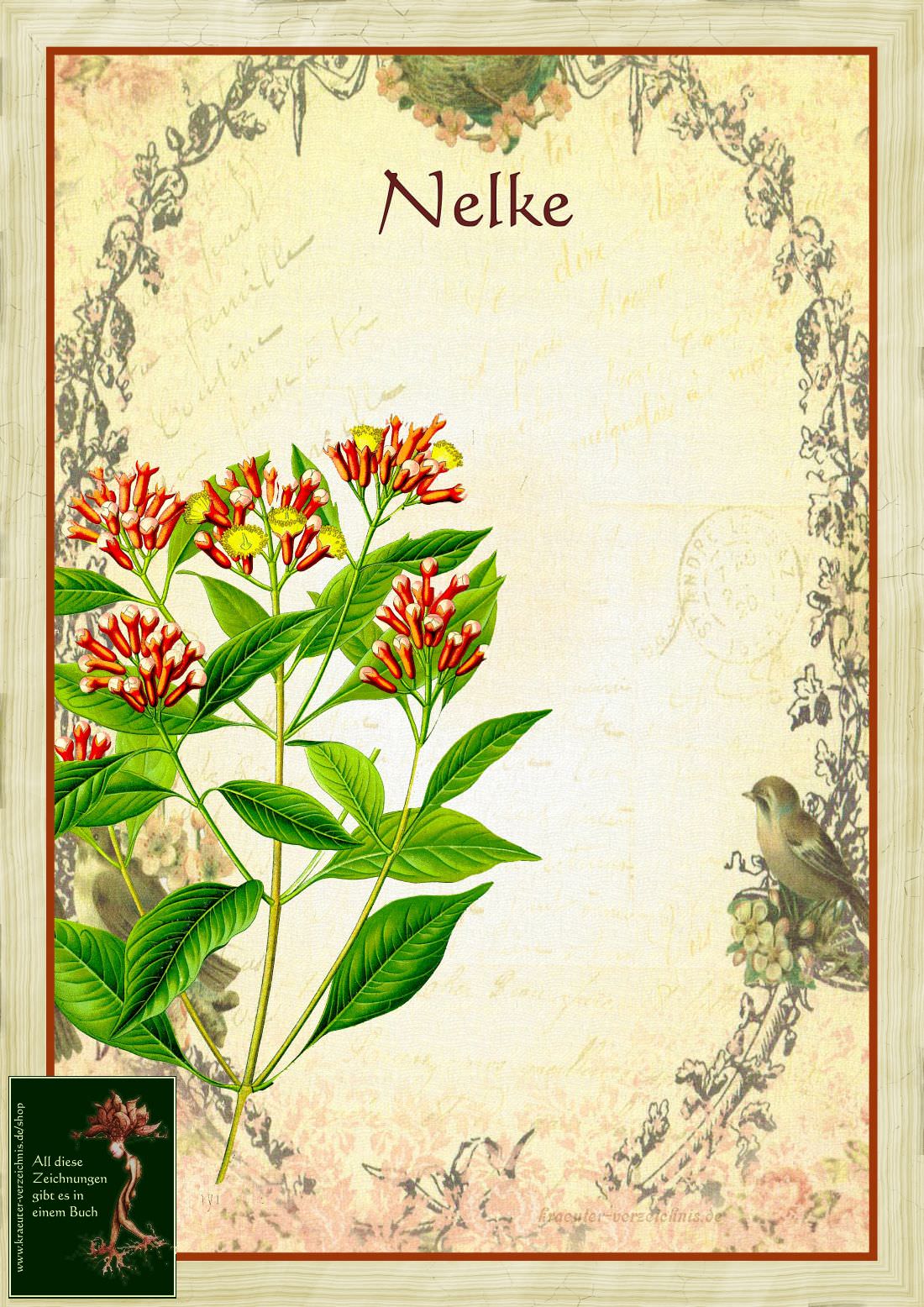 Nelke
