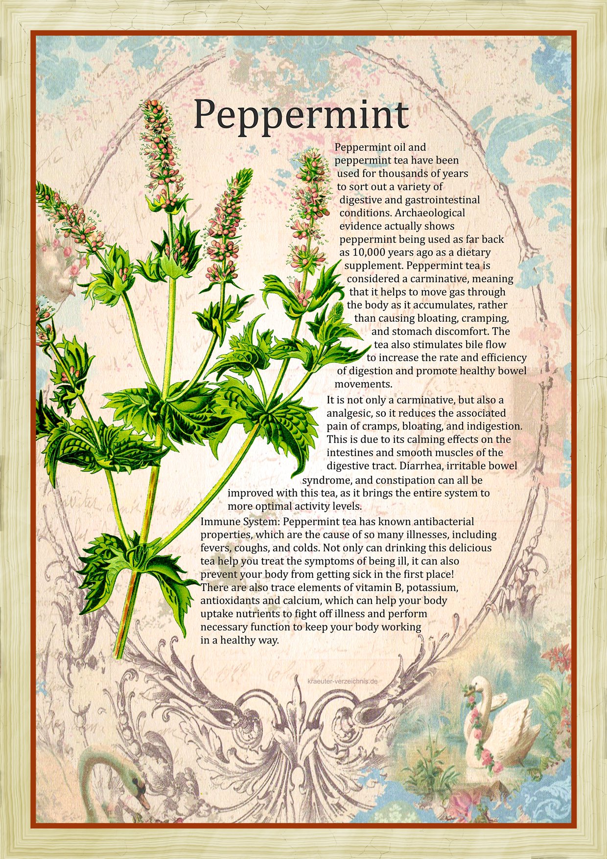 Pfefferminze - Pfefferminztee